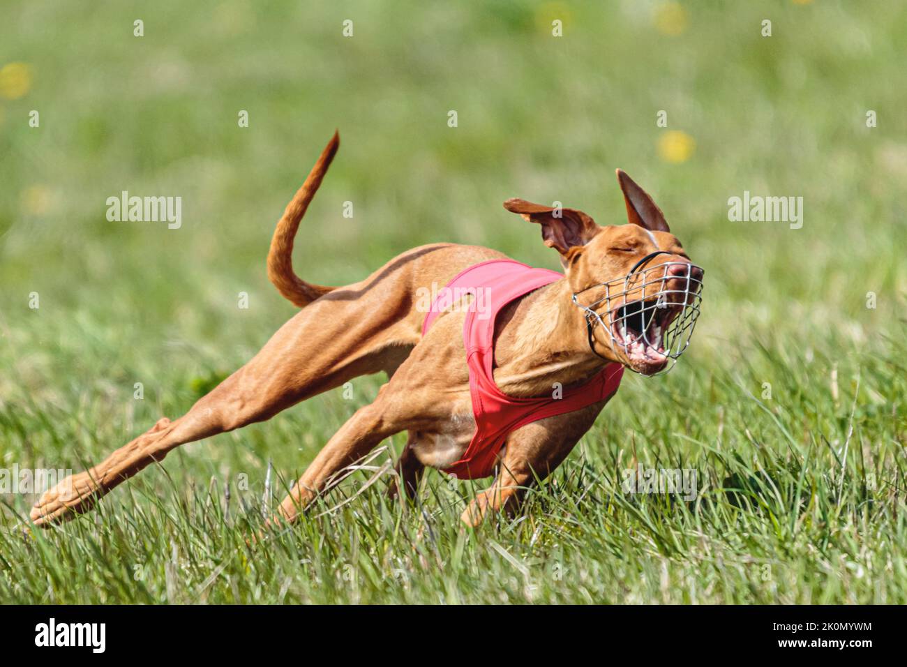 Dog running in green field and chasing lure at full speed on coursing ...