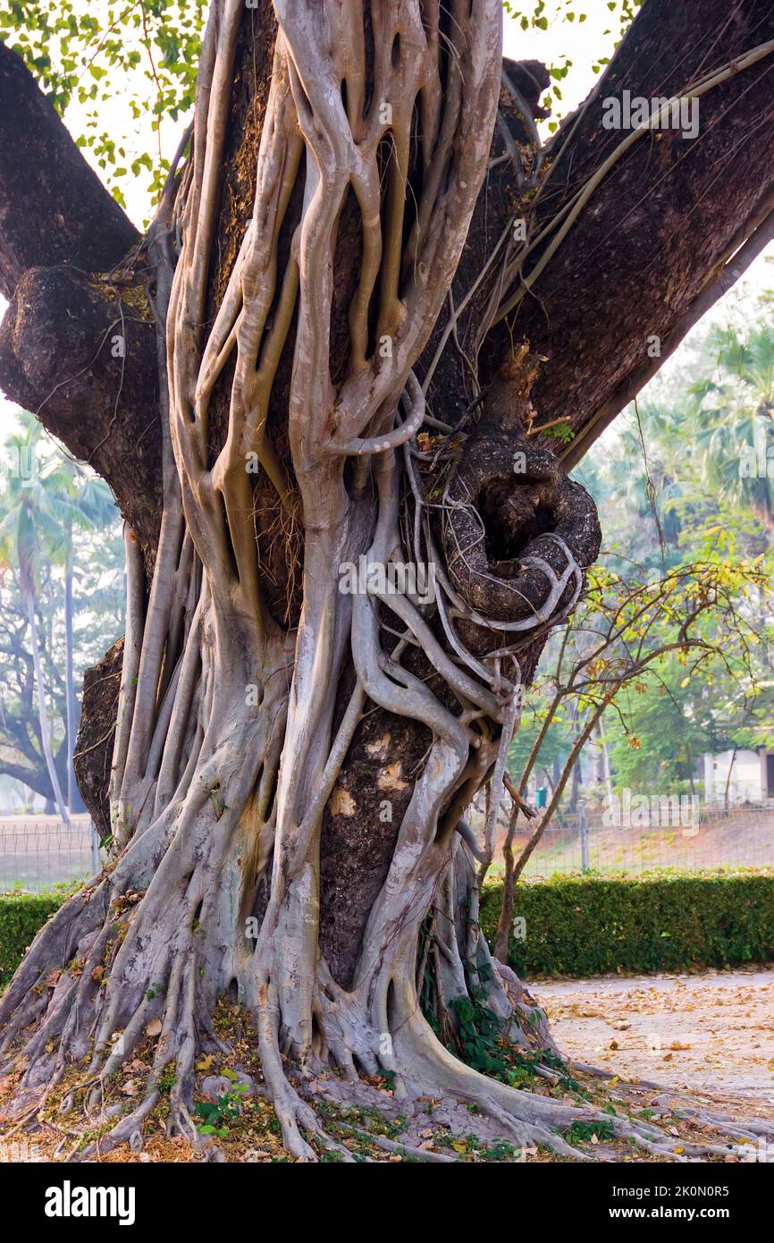 Plant ecology. A powerful old woody vine literally stuck to the tree ...