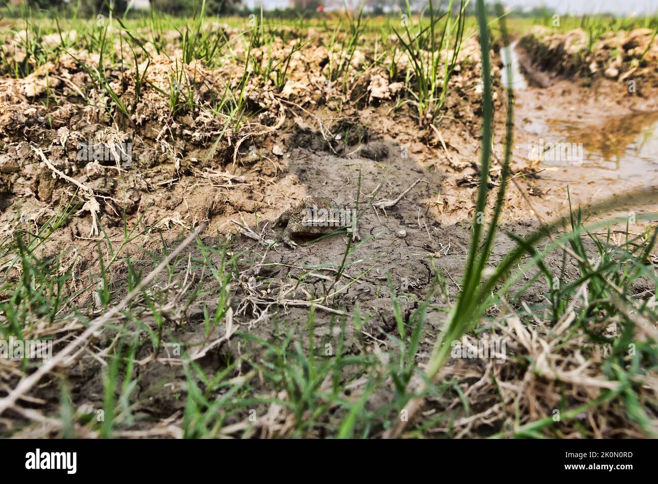 Asian common toad (Bufo melanostictus) as a common animal species of ...