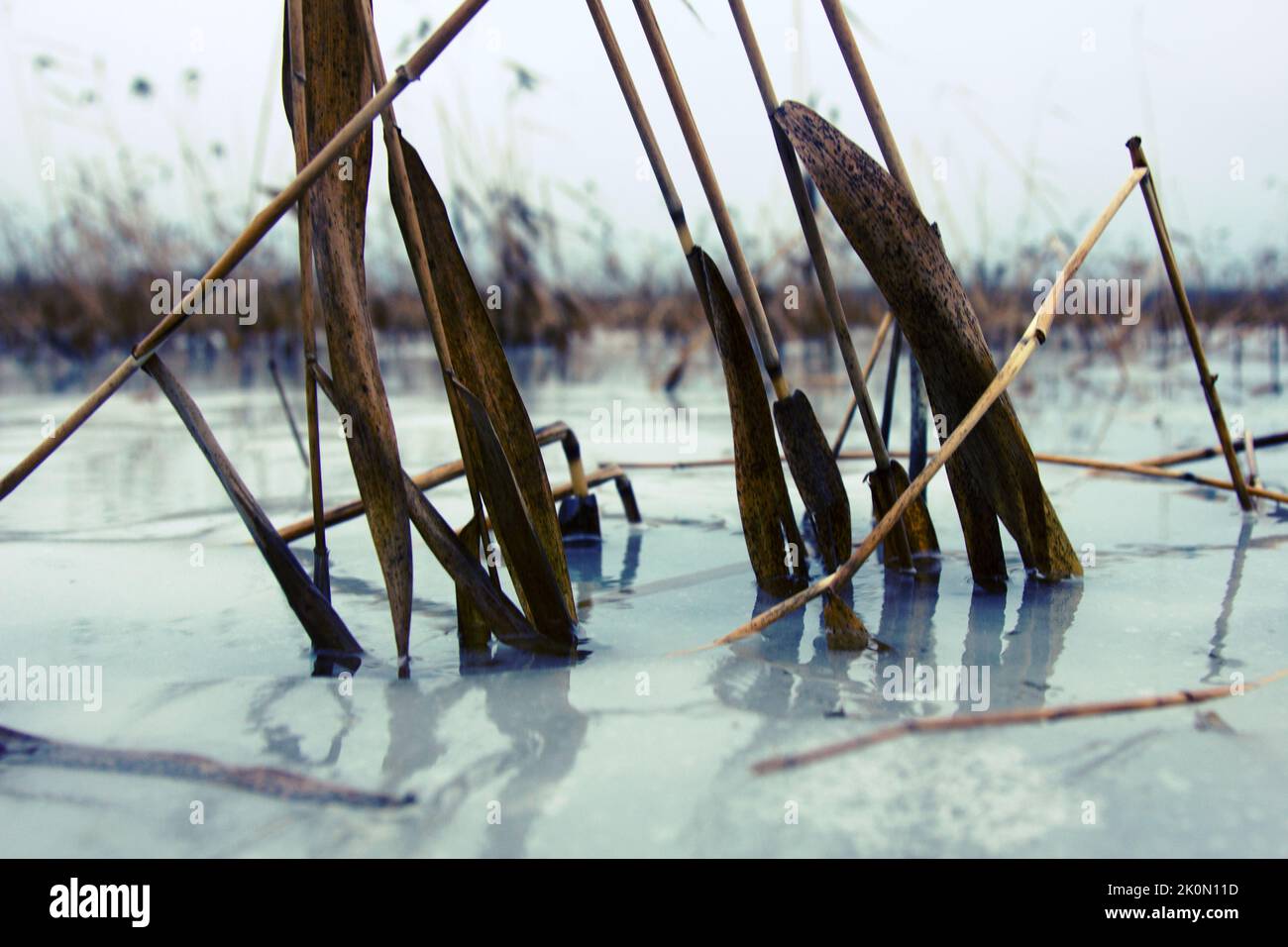 Spring on the northern lake. Nature calendar, seasonal cycles. The ...