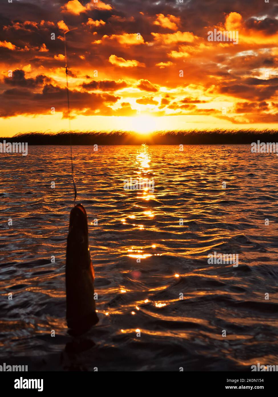 Fishing at sunset. Catching predatory fish on spinning. Sunset colors ...
