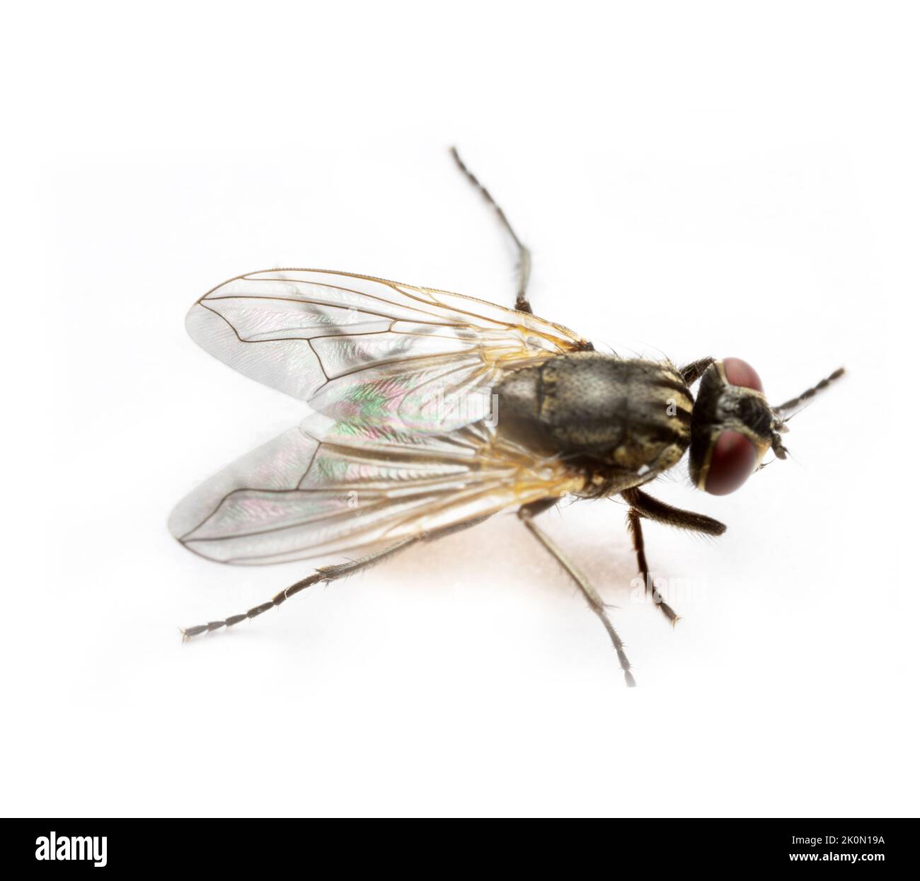 Domestic fly (Musca domestica) Isolated on white, ultra macro Stock ...
