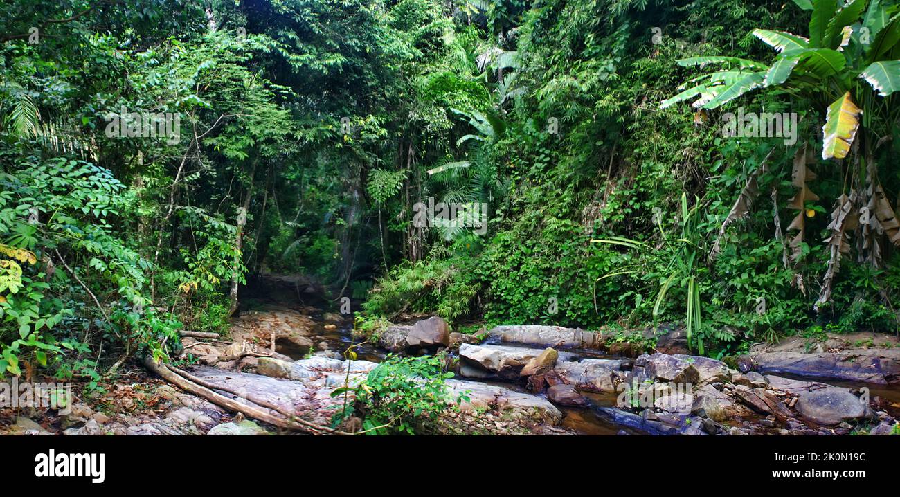 Cloud forests (nephelohylea) from the inside. This is the richest ...