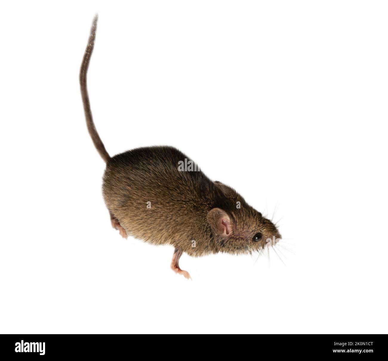 Parasitizes Cut Out Stock Images & Pictures - Alamy