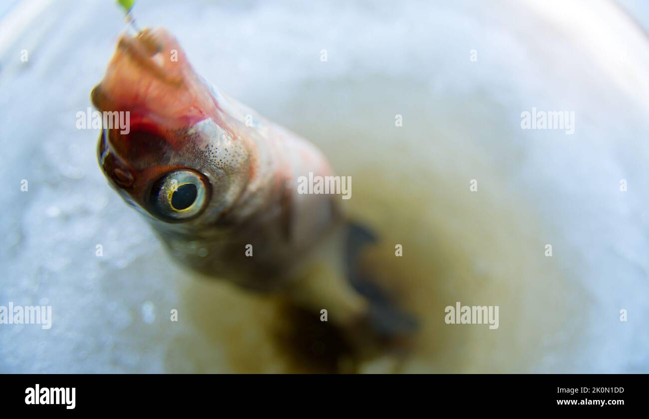 Ice recreational fishing. A picture of ruff fishing with a hole and ...