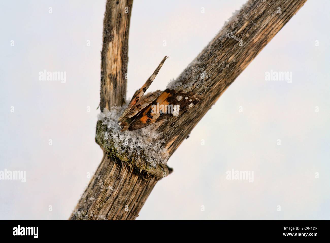 Death of insects. Winter is not compatible with life of environment ...