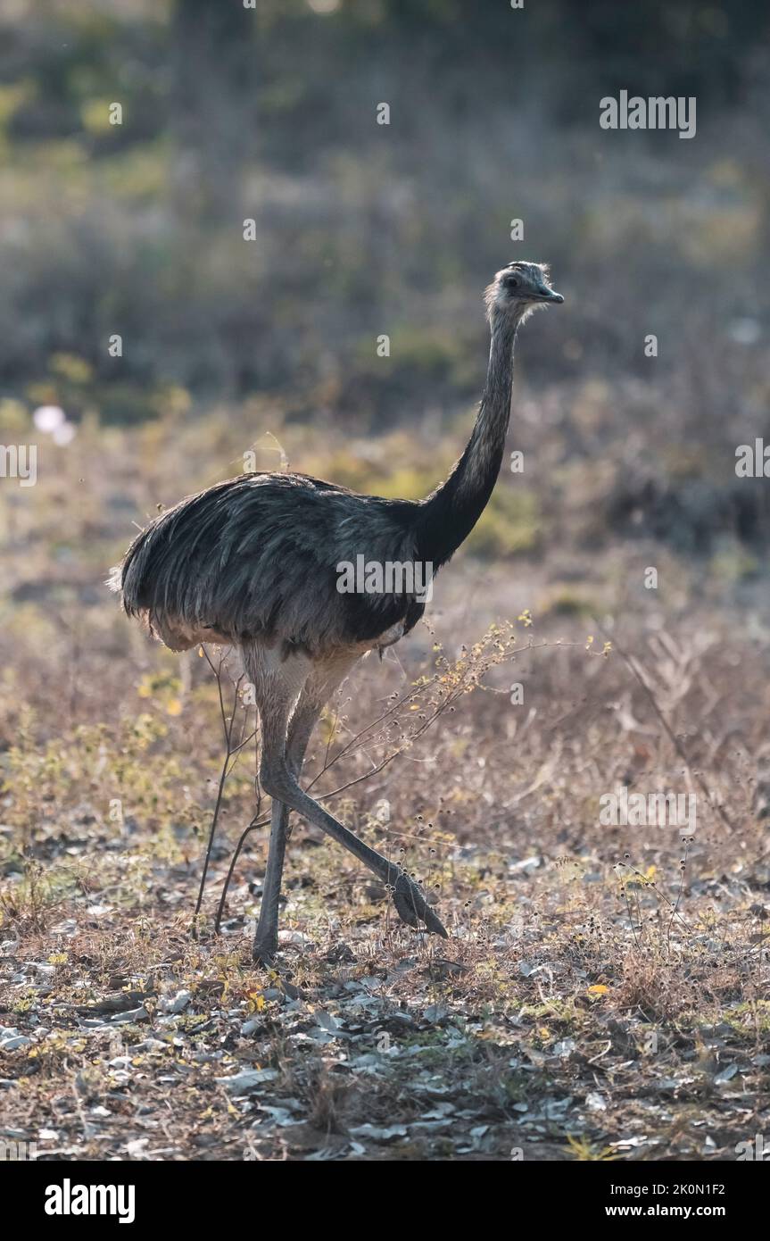 Greater Rhea, Rhea americana, Pantanal,Brazil Stock Photo - Alamy