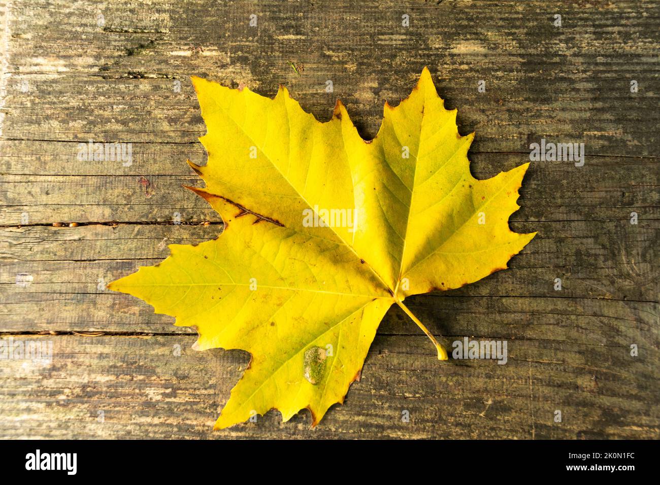 Yellow autumn leaf on wooden bench Stock Photo - Alamy