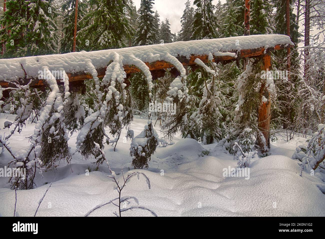 After windless snowfall. Beautiful lumps of fresh snow (snow globes ...