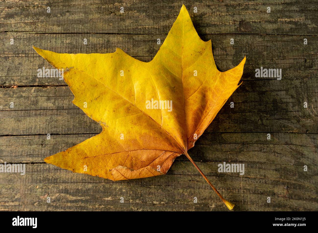 Yellow autumn leaf on wooden bench Stock Photo - Alamy