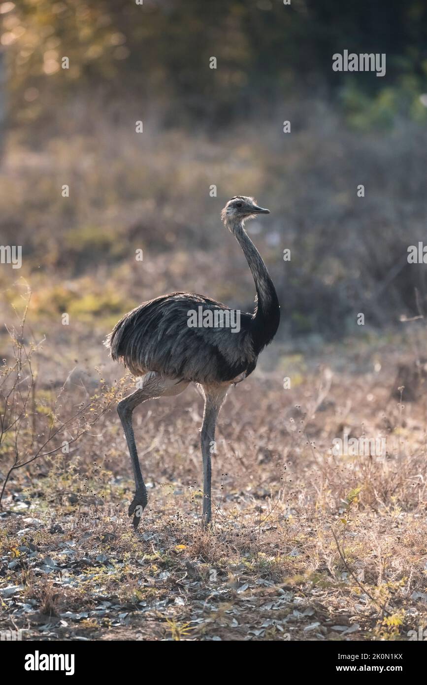 Greater Rhea, Rhea americana, Pantanal,Brazil Stock Photo - Alamy