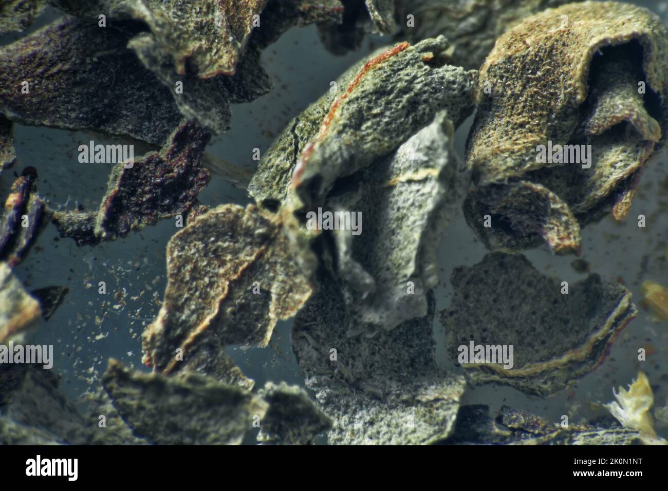 Orthosiphonis folium hi-res stock photography and images - Alamy