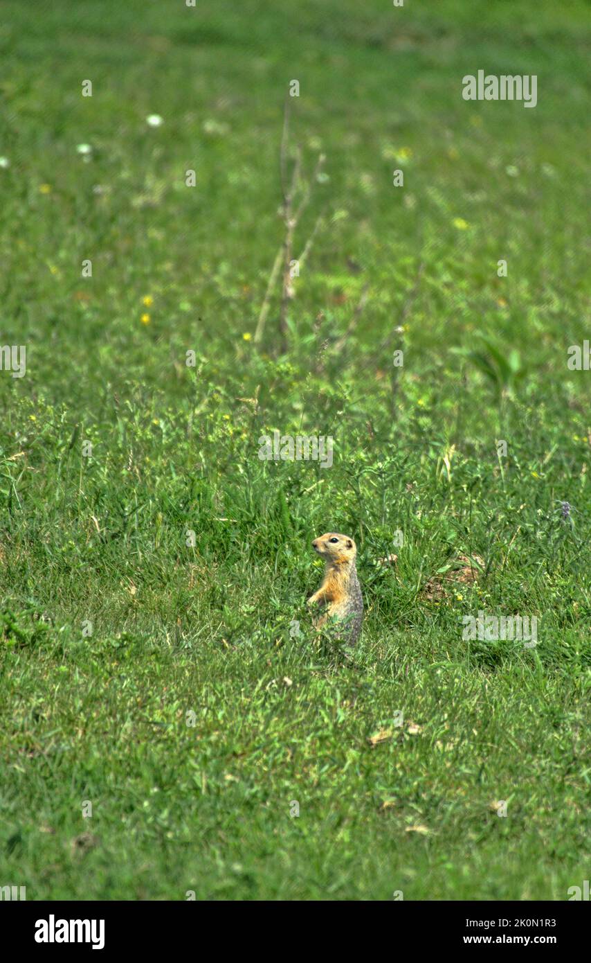 Siberian souslik hi-res stock photography and images - Alamy