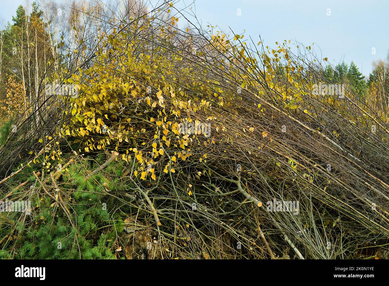 Cleaning the roadside by cutting young trees (undergrowth of birch ...