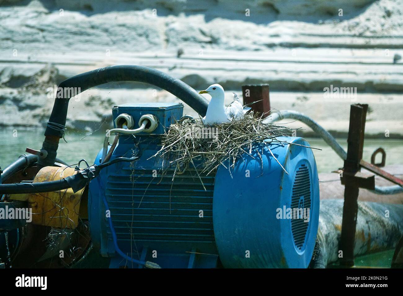 Extremely unusual house. Common gull (Larus canus) built nest on ...