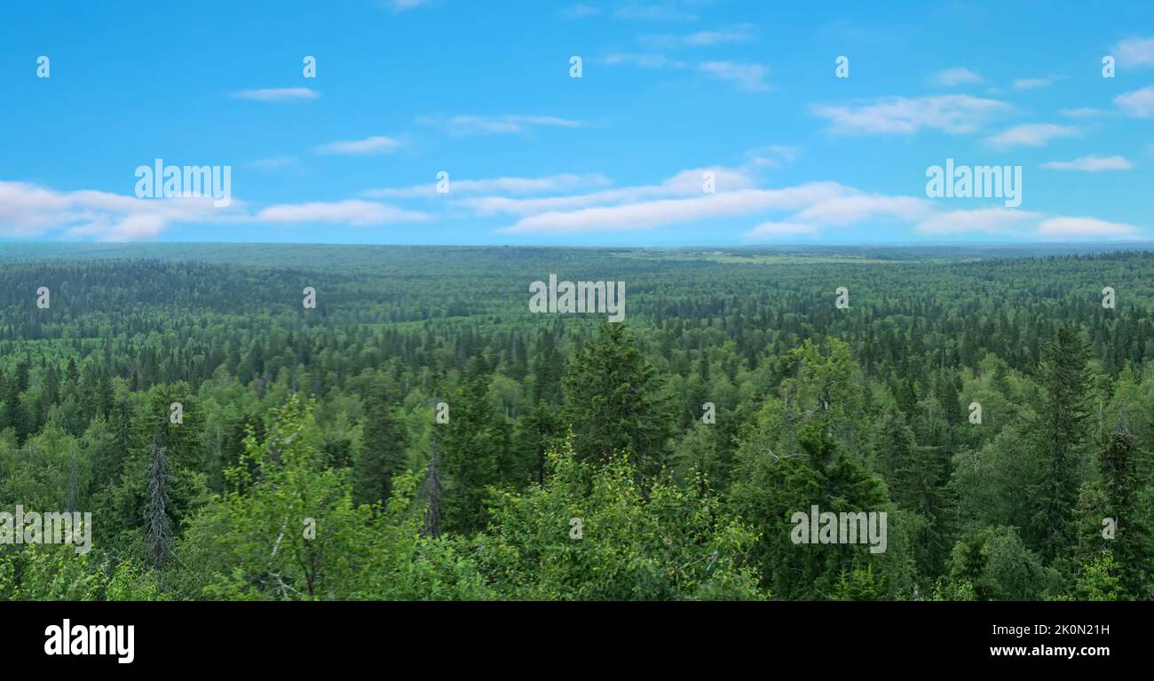 Summer quiet scenery mixed forest hi-res stock photography and images ...