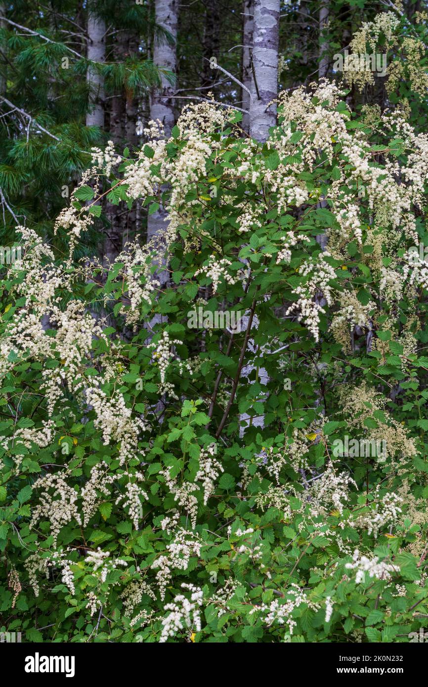 Blooming Oceanspray (Holodiscus discolor), a multi-stemmed deciduous ...