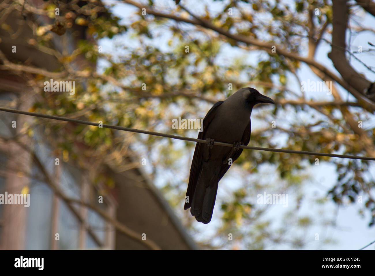 Indian Glossy Black Raven, House crow (Corvus splendens) in cities of ...