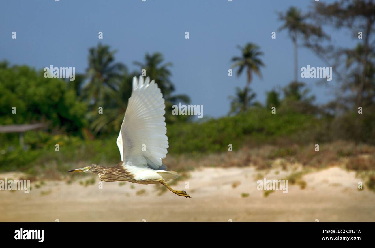 Indian Pond-Heron (Ardeola grayii) in non-breeding plumage (winter ...