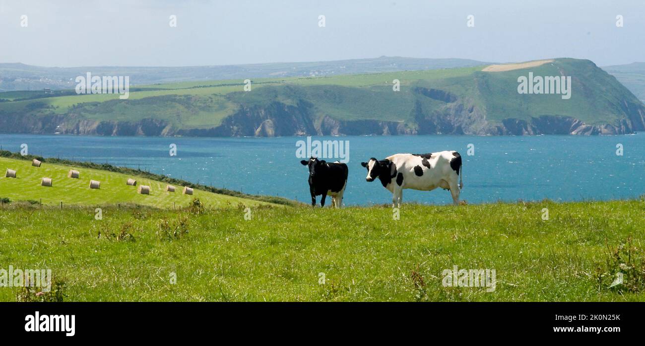 Two Dairy cows living the good life on a beautiful headland in Wales UK ...