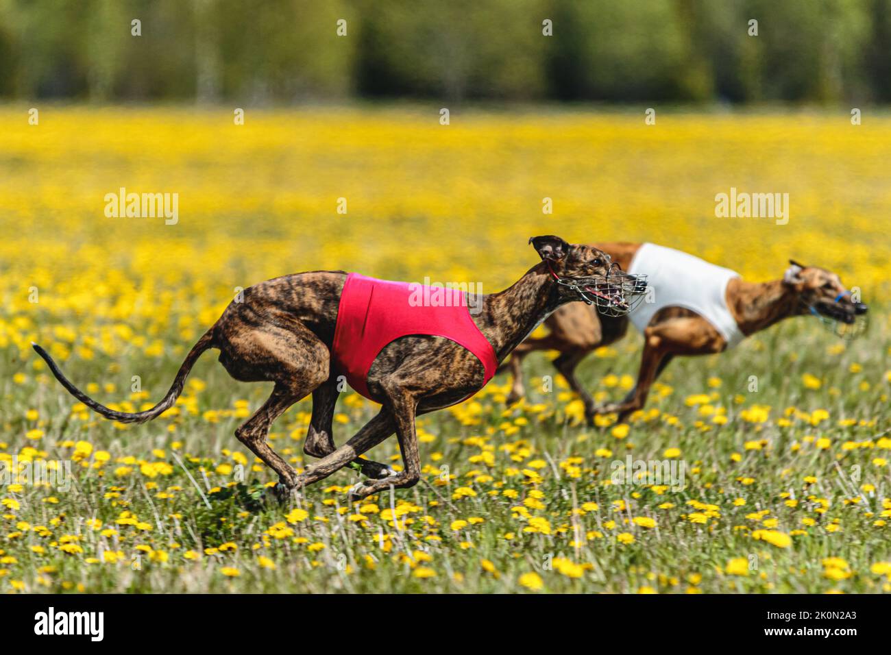Dog running in green field and chasing lure at full speed on coursing ...