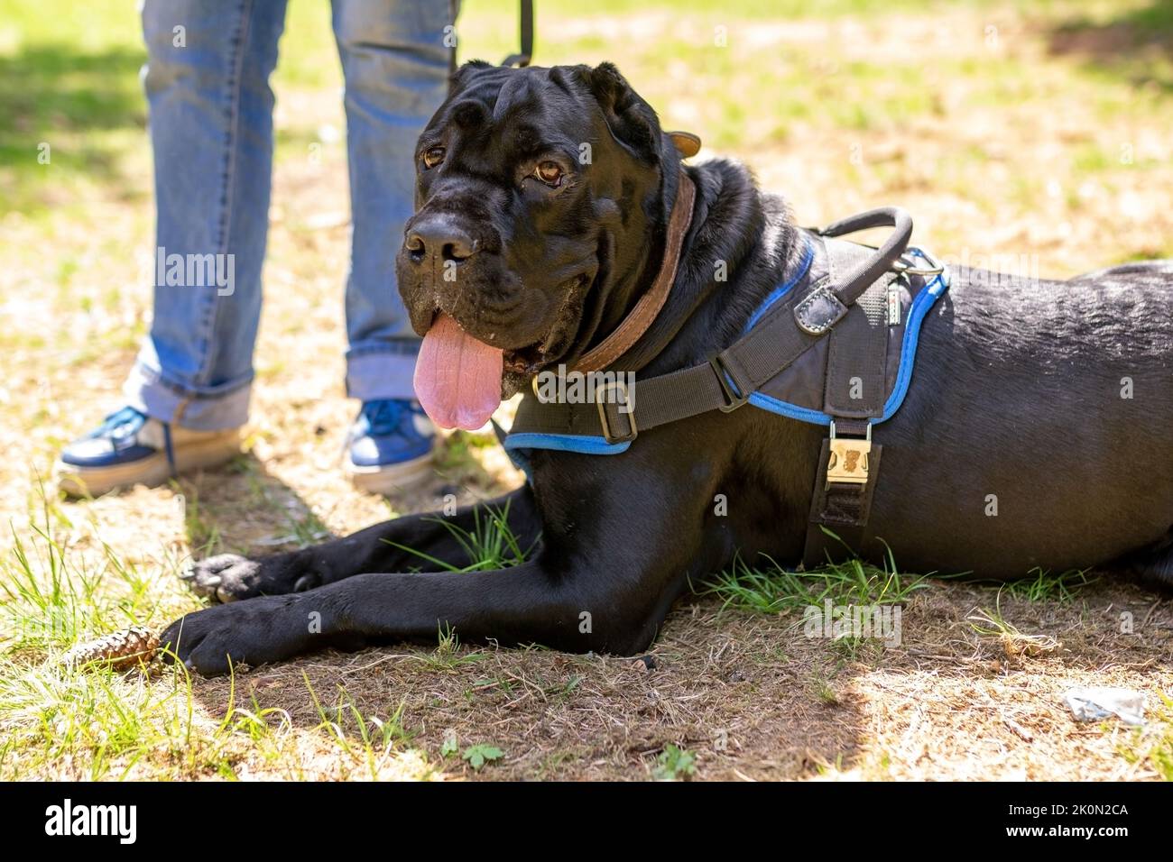 Cane Corso, on a walk with the owner, in the forest. High quality photo ...