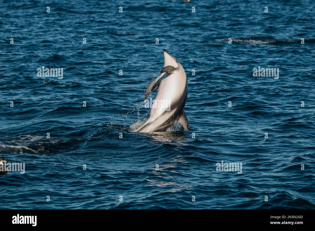 Lagenorhynchus abscurus.jumping dolphin.Unesco world heritage site ...
