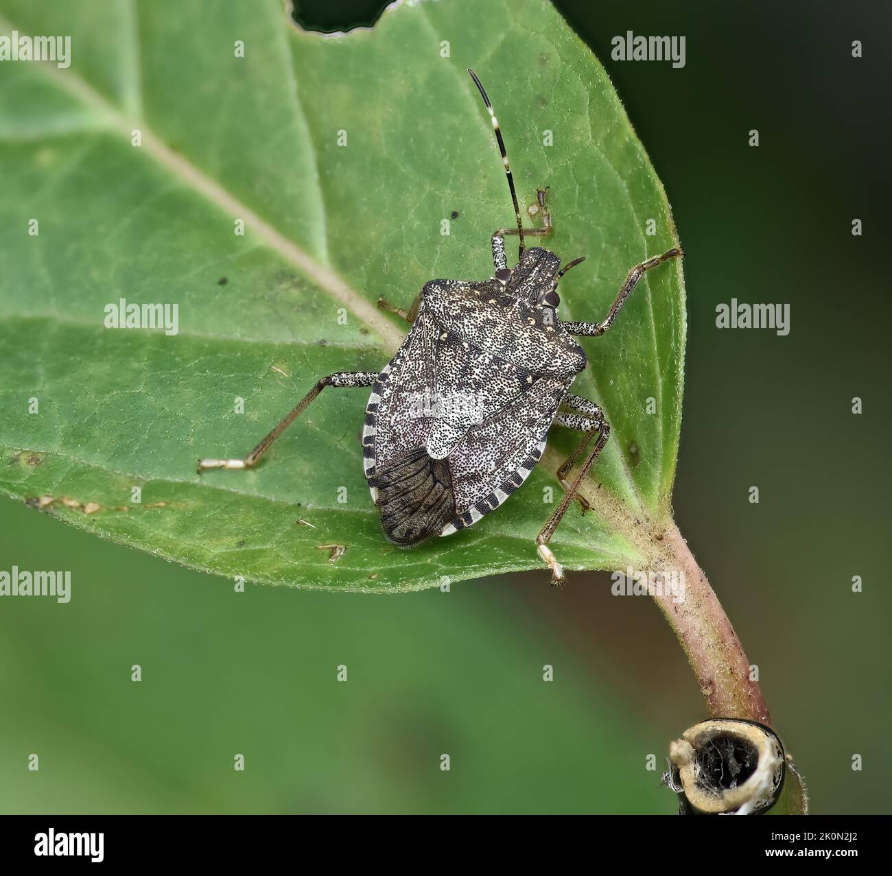 Brown marmorated stink bug resting on a garden leaf Stock Photo - Alamy