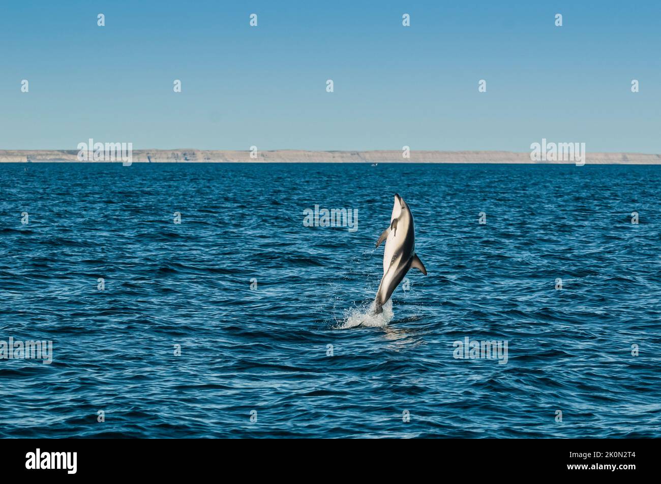 Lagenorhynchus abscurus.jumping dolphin.Unesco world heritage site ...