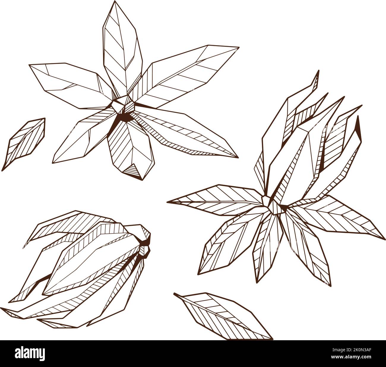 Outlined hand drawind geometrical blossoming flower pack, Ylang-Ilang ...
