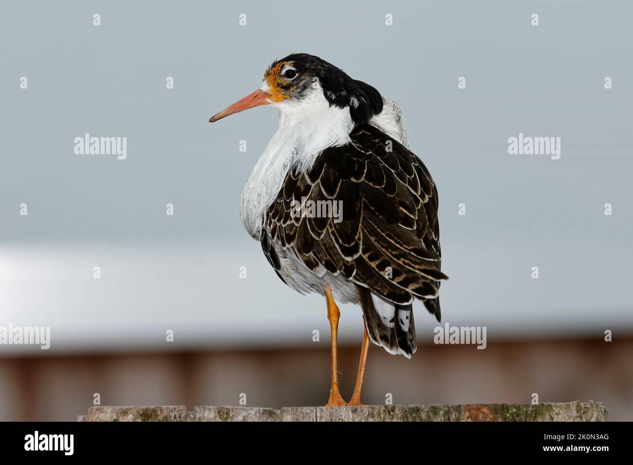 Male ruff in breeding plumage hi-res stock photography and images - Alamy