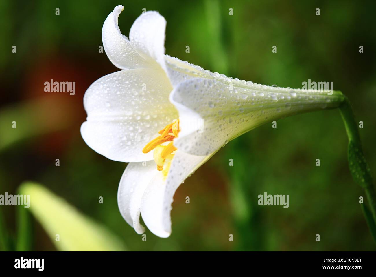 beautiful Longflower Lily(Easter Lily,White Trumpet Lily) flowers with ...
