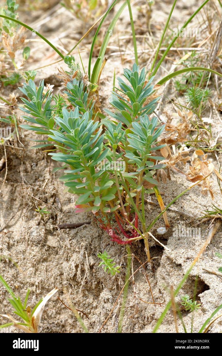 Portland Spurge - Euphorbia portlandica, rare coastal plant in sand ...