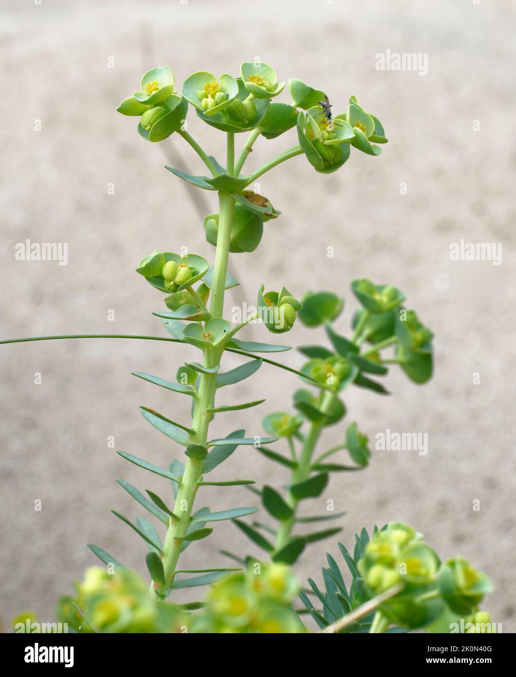 Sea Spurge - Euphorbia paralias Wild Flower of Sand Dunes Stock Photo ...