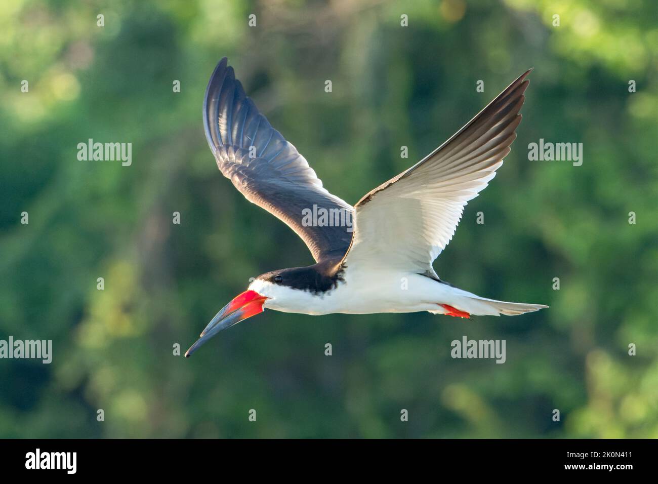 Black Skimmer, Rynchops niger, single adult flying over river, Pantanal ...