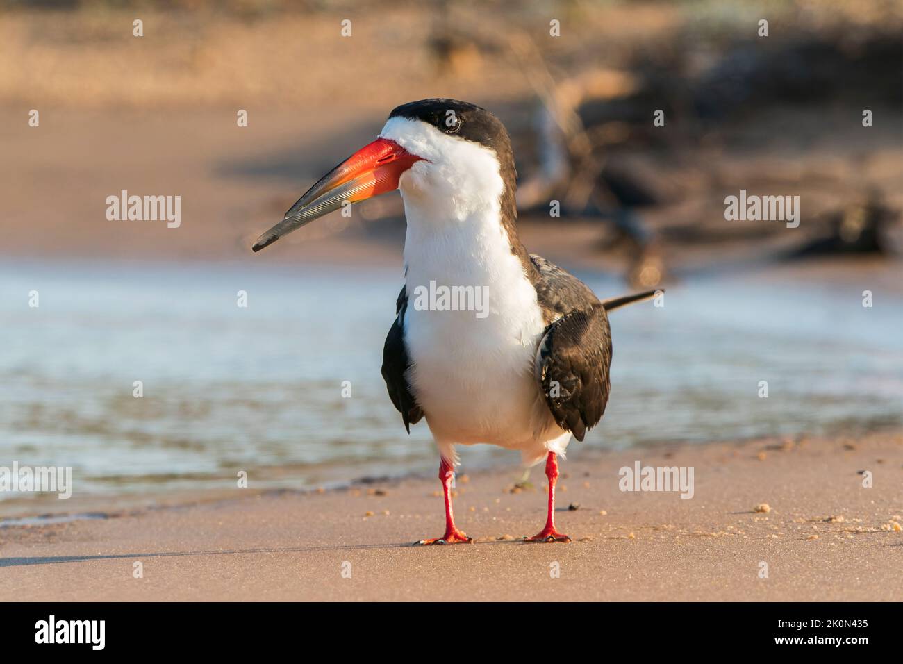 Black Skimmer, Rynchops niger, single adult resting on river bank ...
