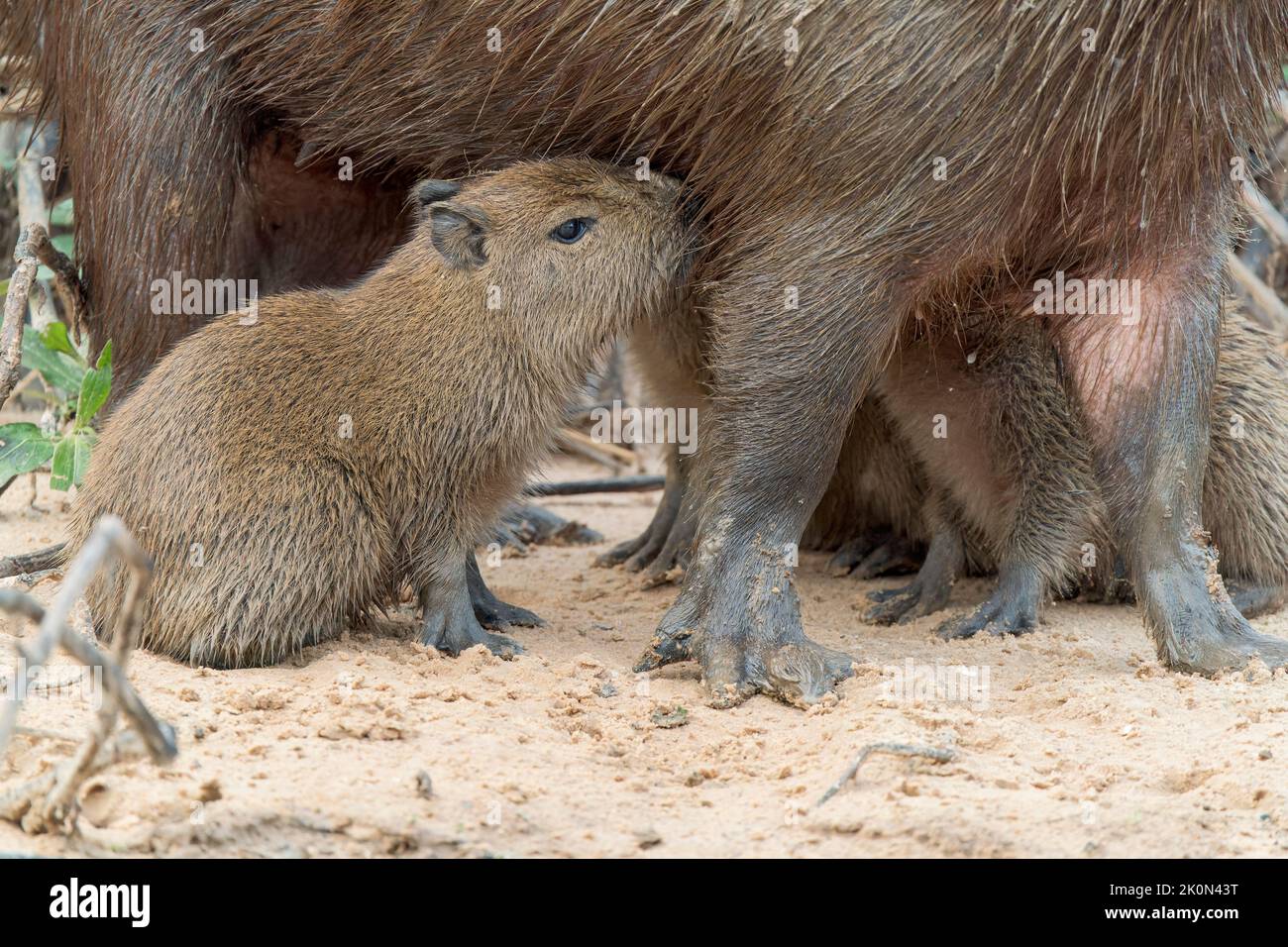capybara, Hydrochoerus hydrochaeris, adult and young standing on mud of ...