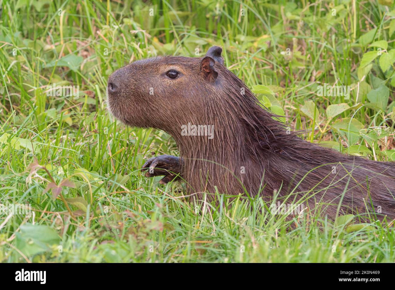 capybara, Hydrochoerus hydrochaeris, close up of head of single adult ...