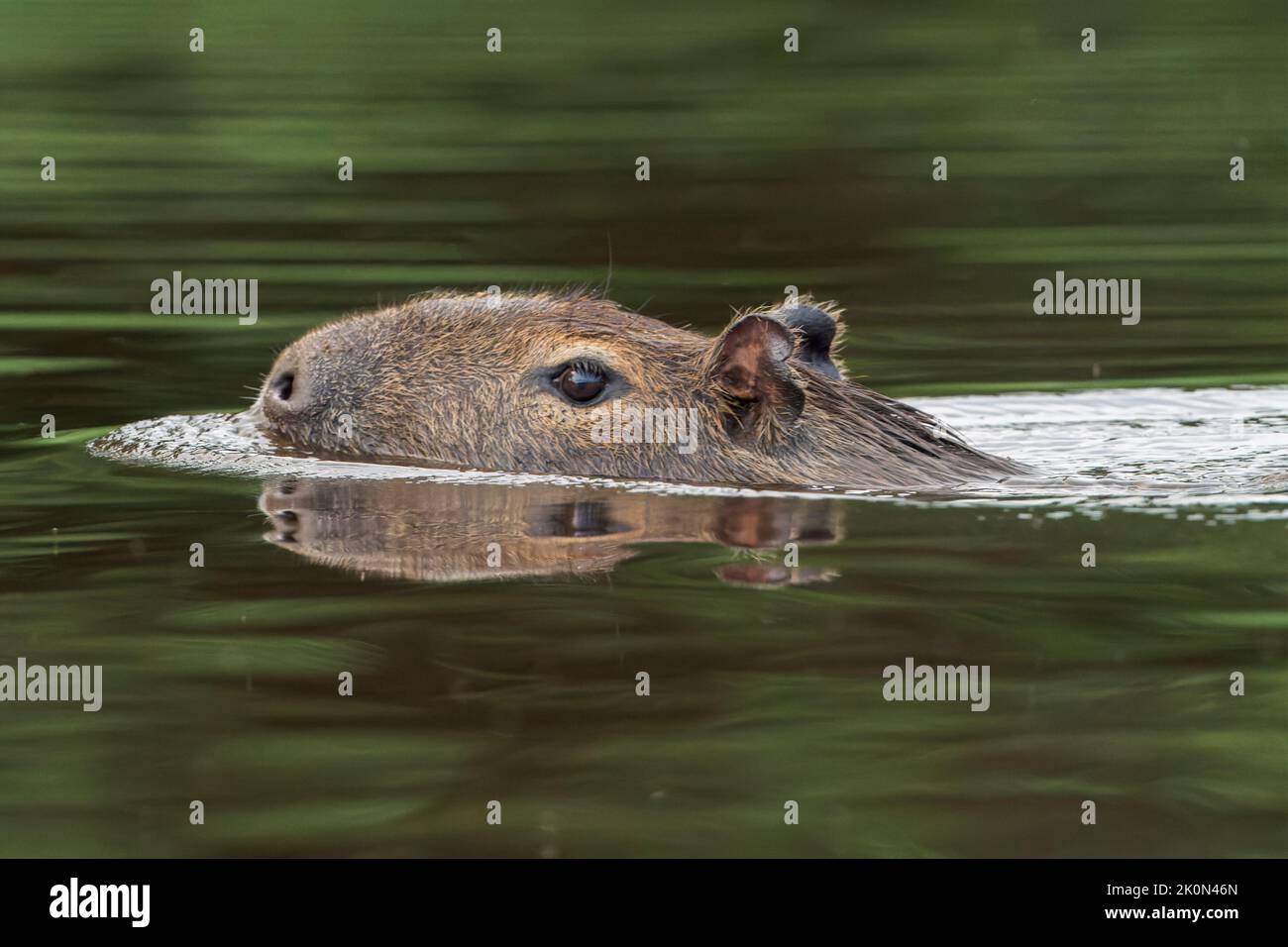 capybara, Hydrochoerus hydrochaeris, close up of head of single adult ...