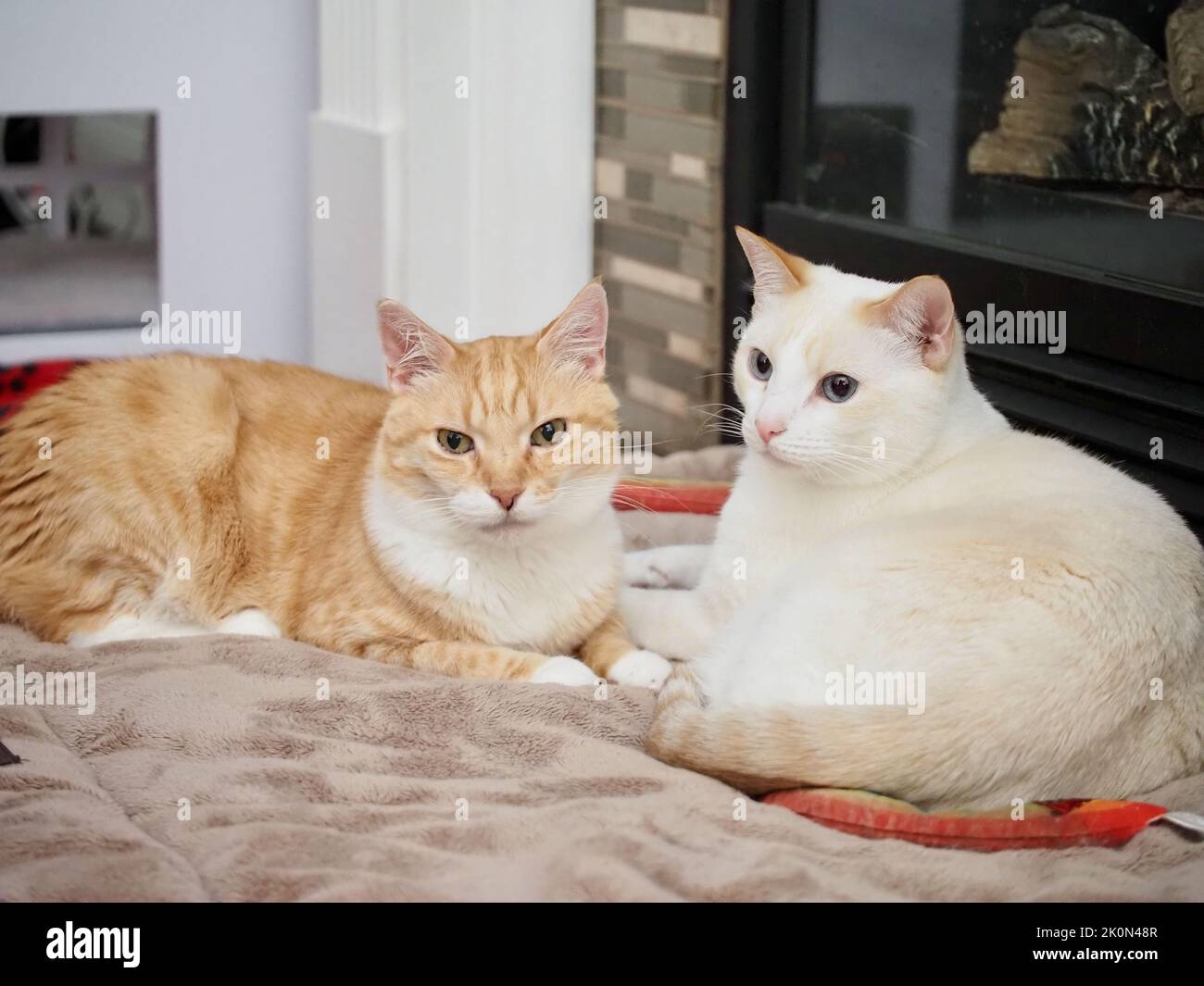 Mika the orange tabby with Mitzie the flamepoint Siamese Stock Photo ...