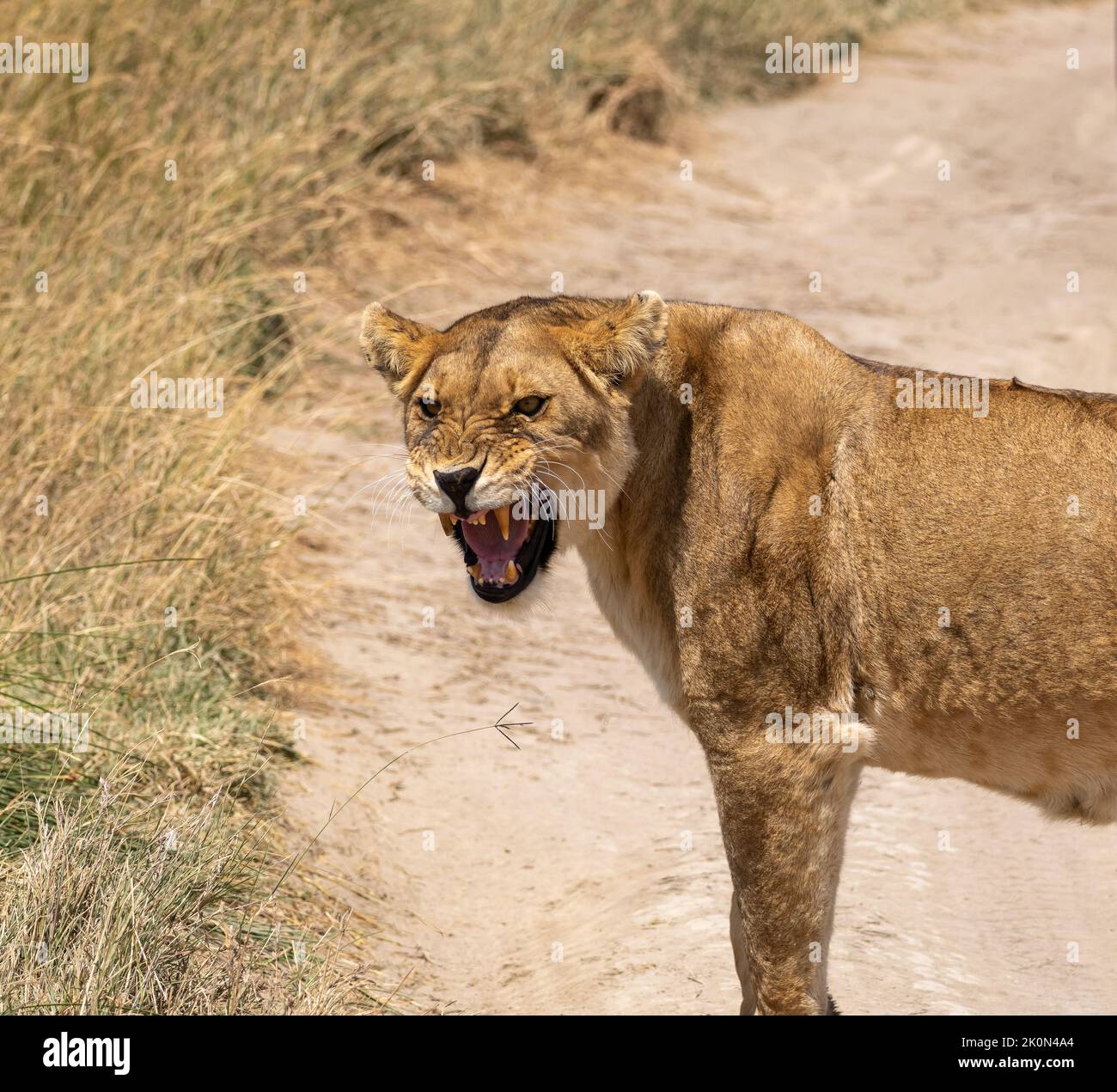 angry lioness roaring and showing teeth in savanna. Serengeti park ...