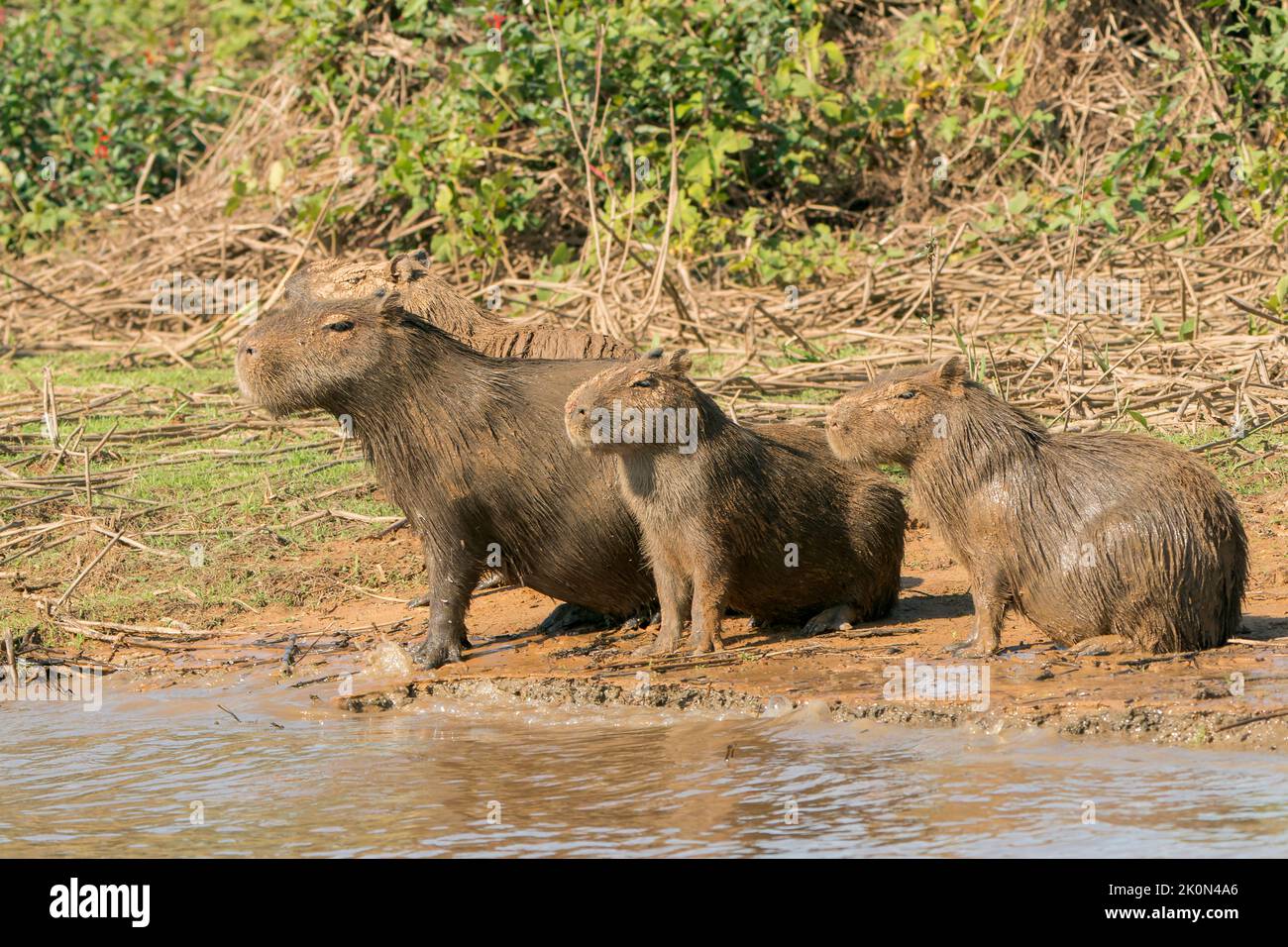 capybara, Hydrochoerus hydrochaeris, adult and young standing on mud of ...
