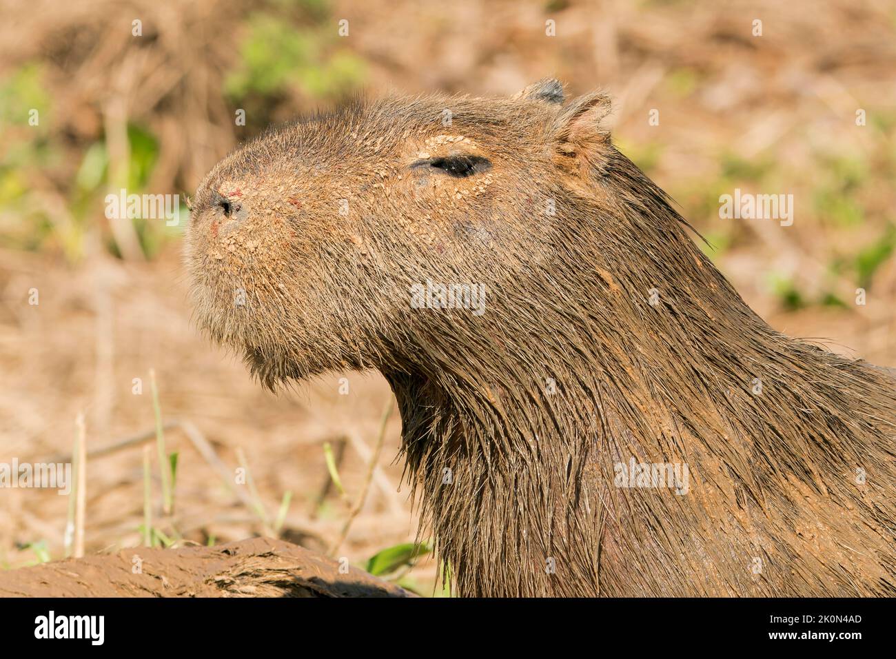 capybara, Hydrochoerus hydrochaeris, close up of head of single adult ...