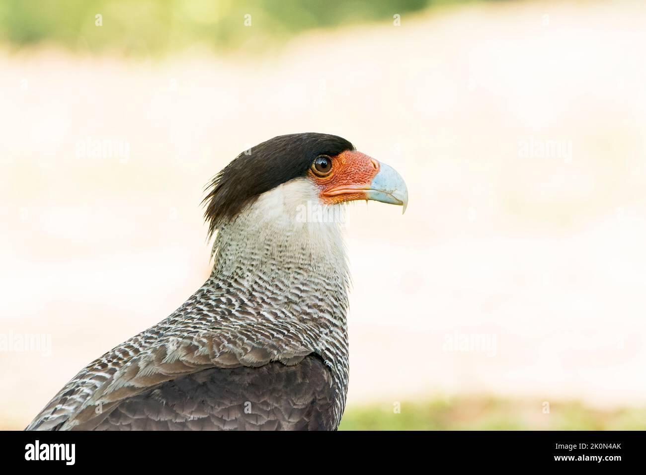 Savanna falcon hi-res stock photography and images - Alamy