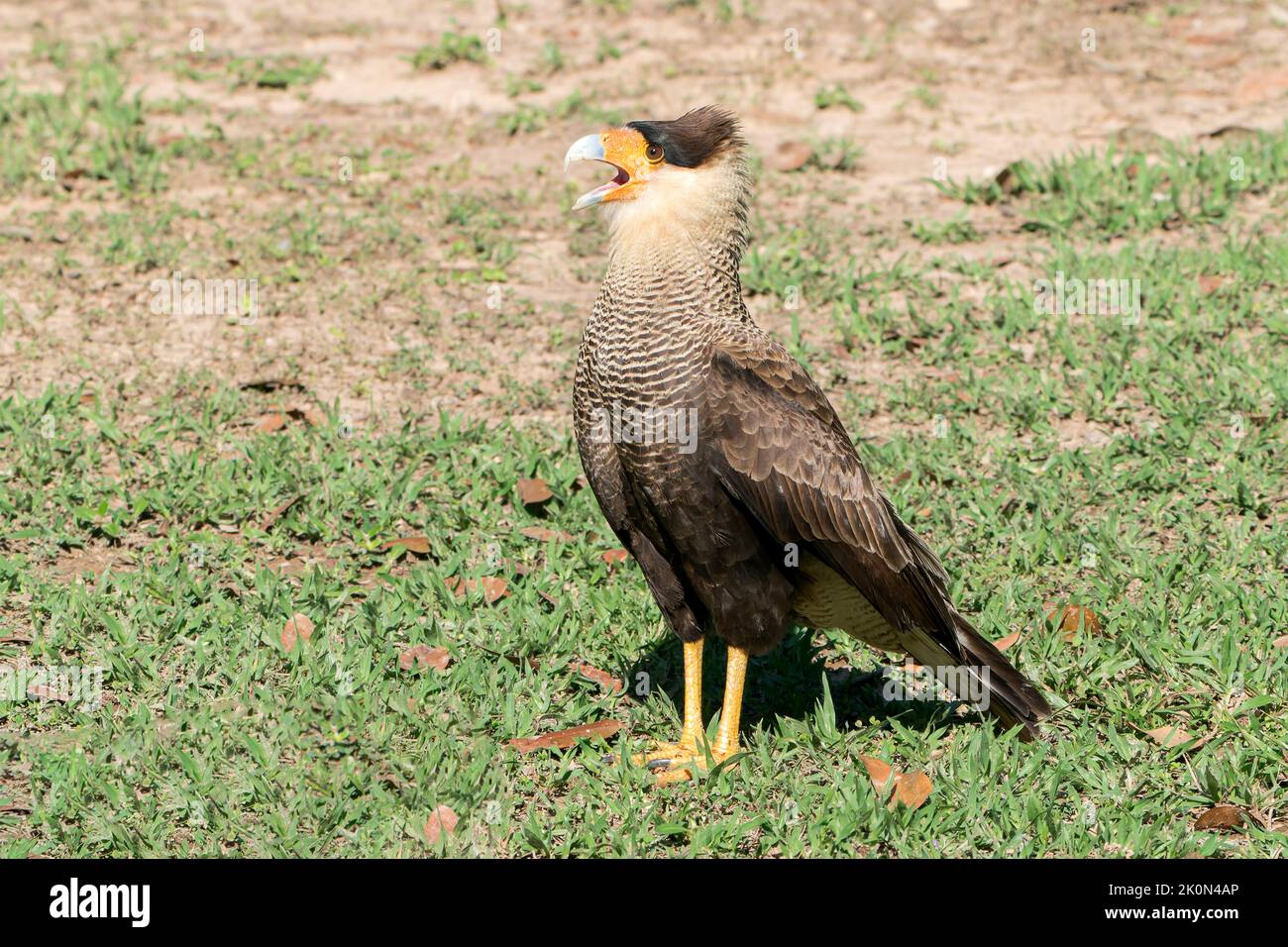 Savanna falcon hi-res stock photography and images - Alamy