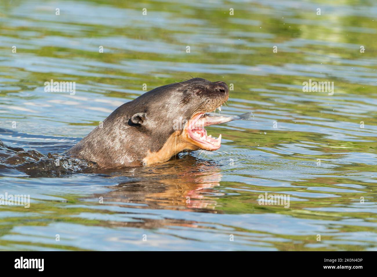 giant river otter, Pteronura brasiliensis, close up of head of single ...