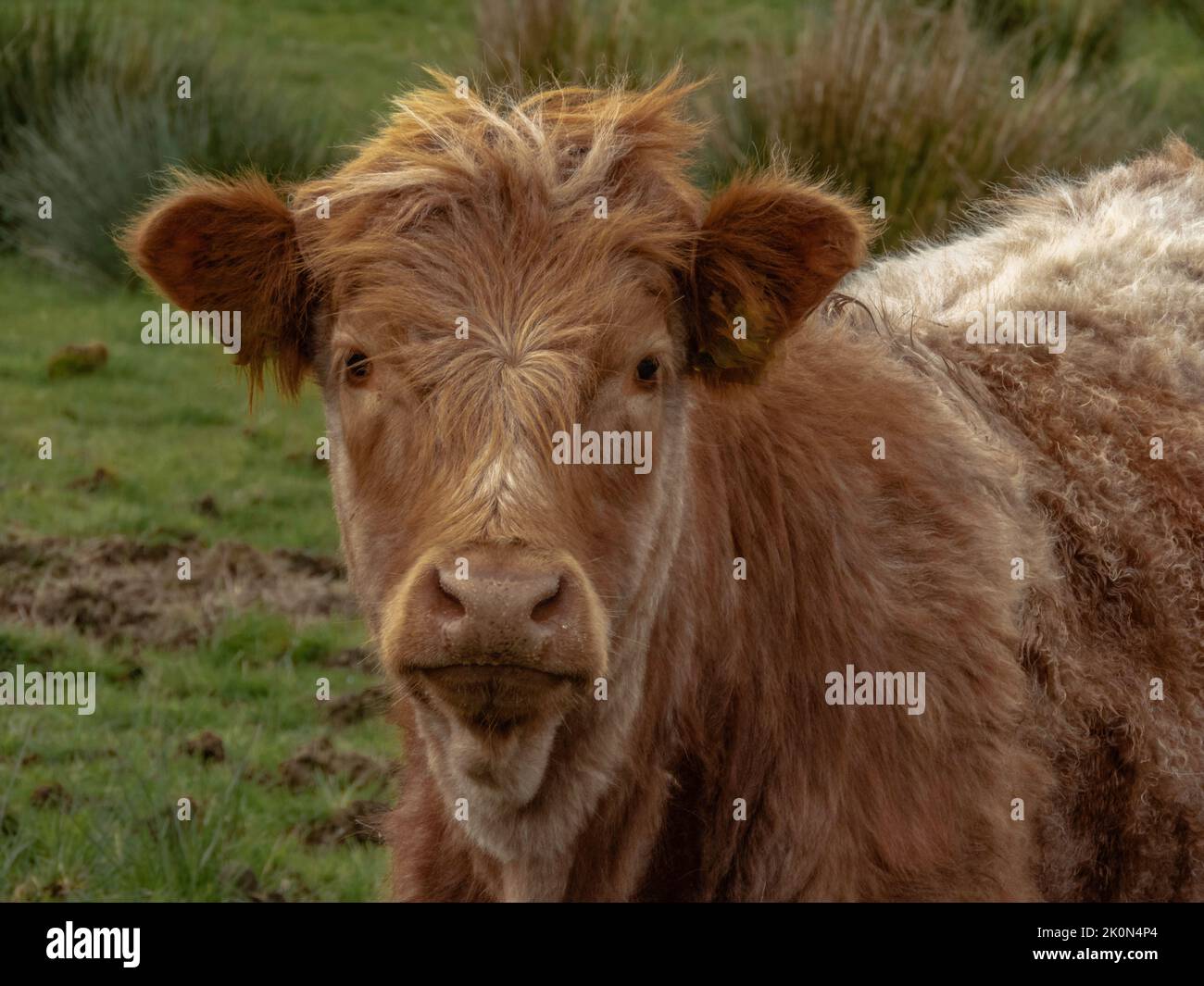 Highland cattle calf in a field looking at th camera with its head ...