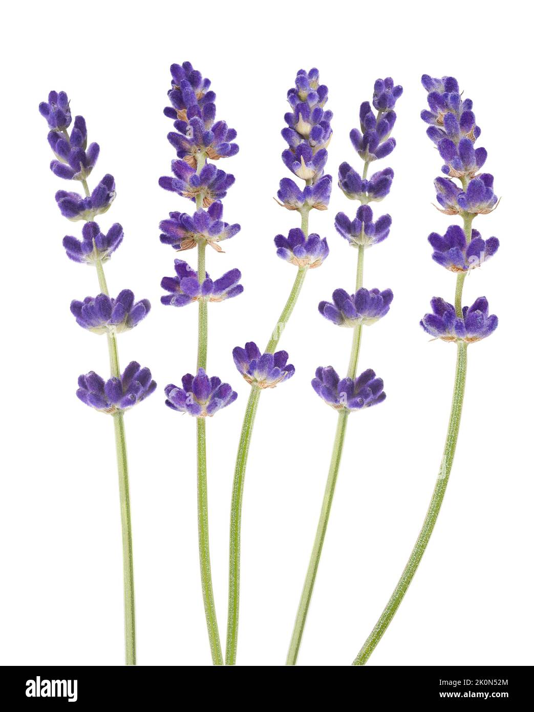 Lavender flowers isolated on white background Stock Photo - Alamy