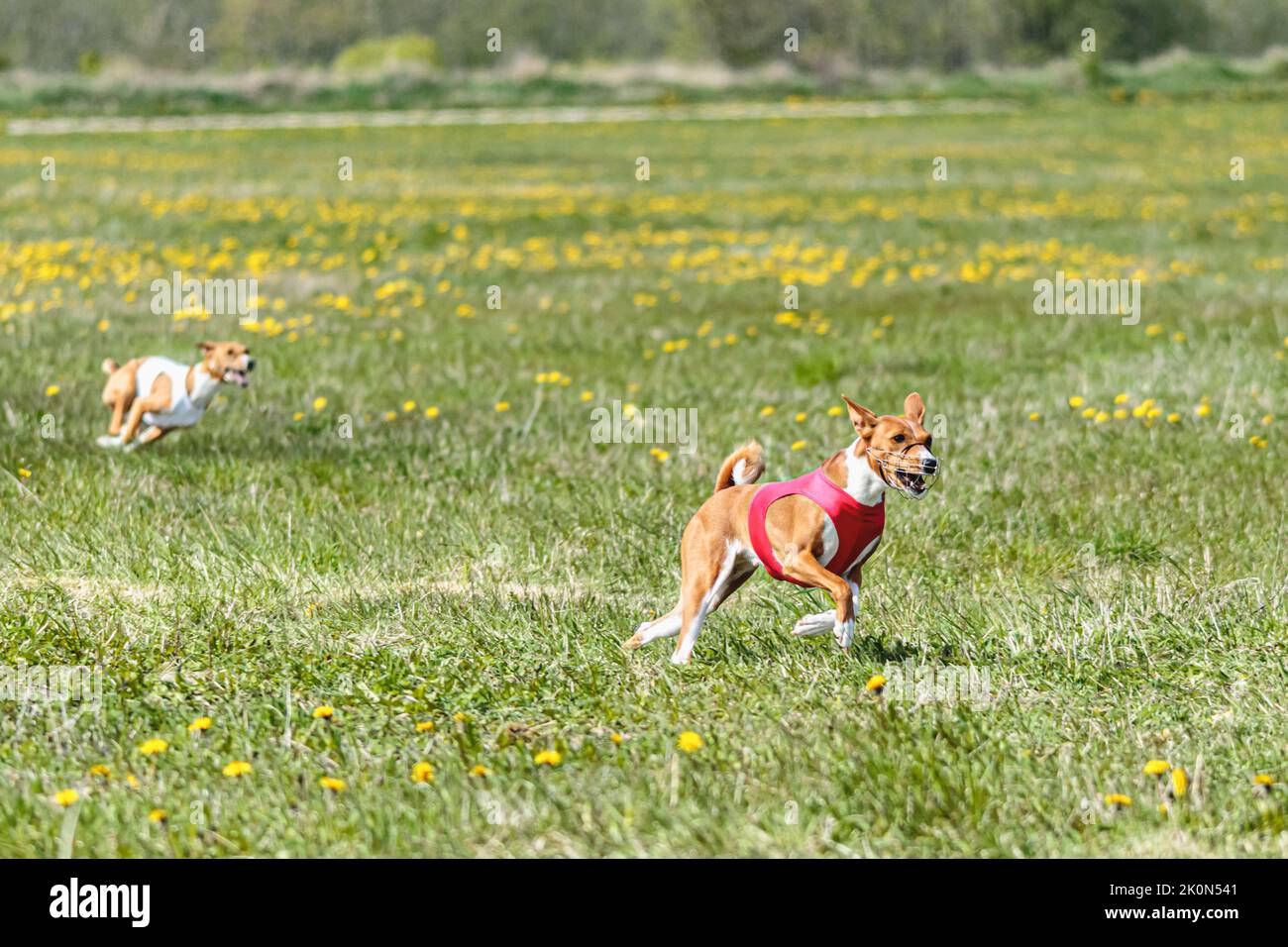 Dog running in green field and chasing lure at full speed on coursing ...