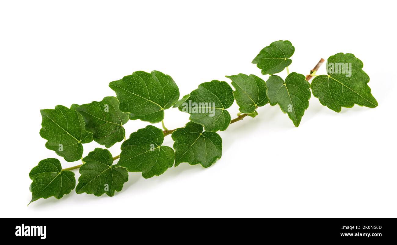 Boston ivy branch isolated on white background Stock Photo - Alamy